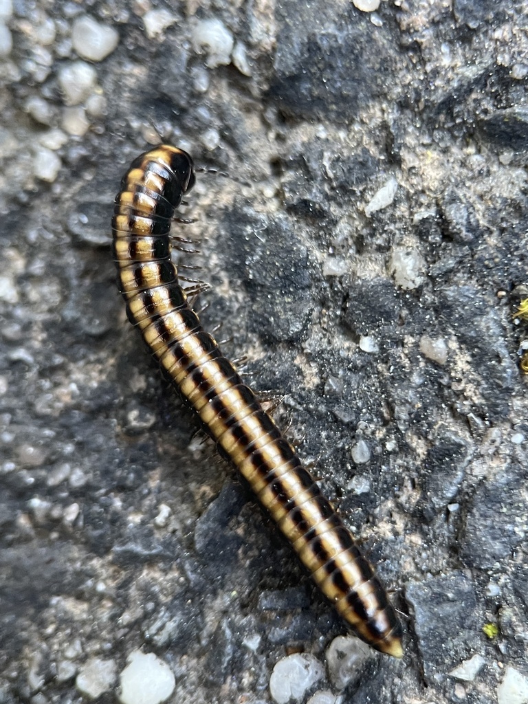 Dalodesmidae in September 2023 by suecee · iNaturalist