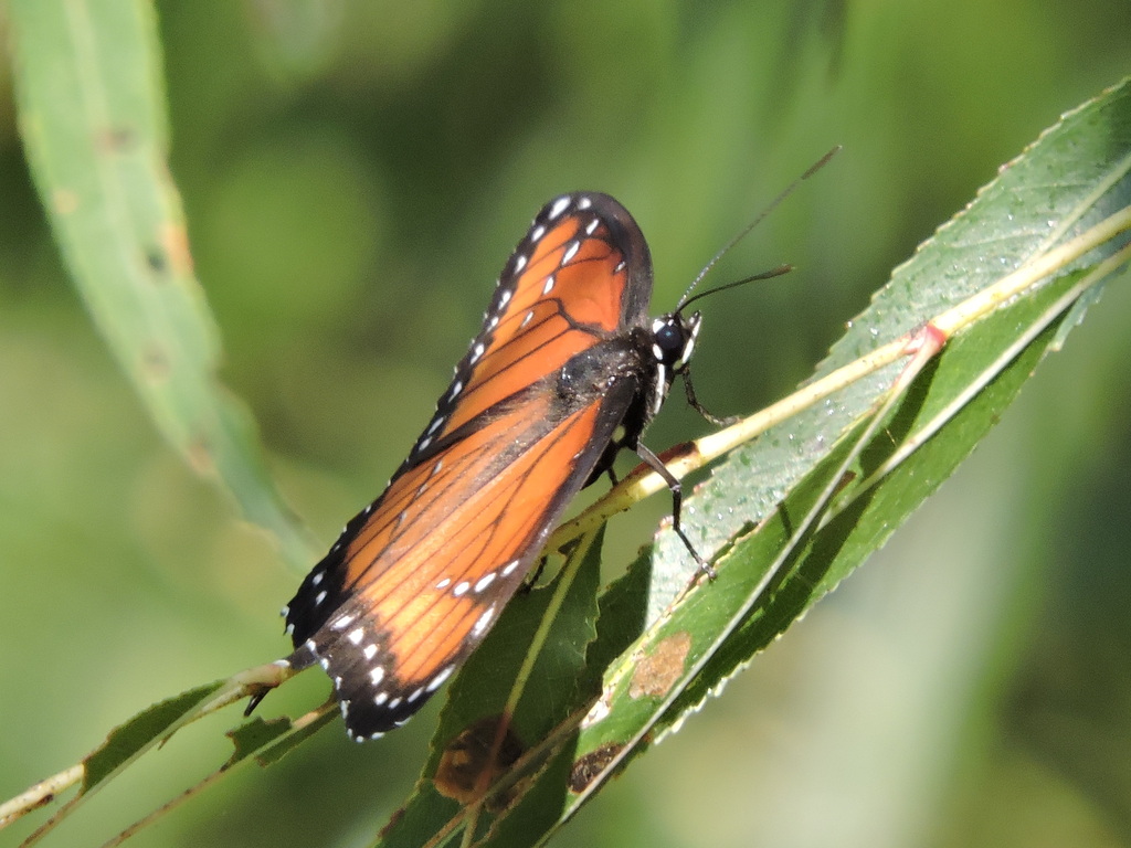 Southwest Viceroy from Meoqui, Chih., México on September 5, 2023 at 10 ...