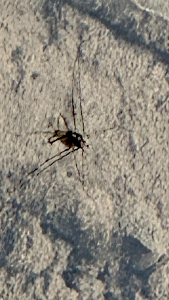 Metrobates hesperius from Bear Island, Potomac, MD, US on August 30 ...
