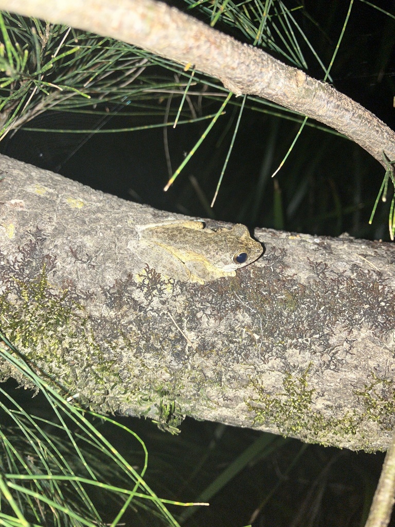 Ranoidea from Barron River, Kuranda, QLD, AU on September 6, 2023 at 06 ...