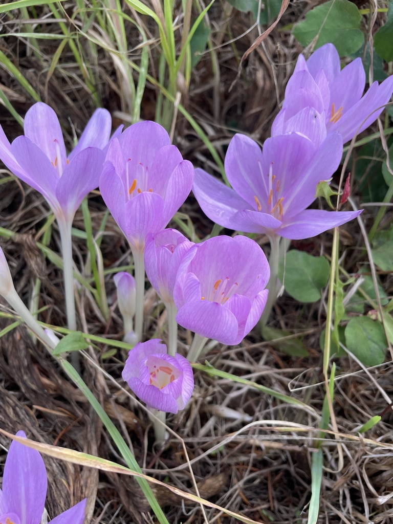 Autumn Crocus from Yellow Island, Samish TDSA, WA, US on September 6 ...