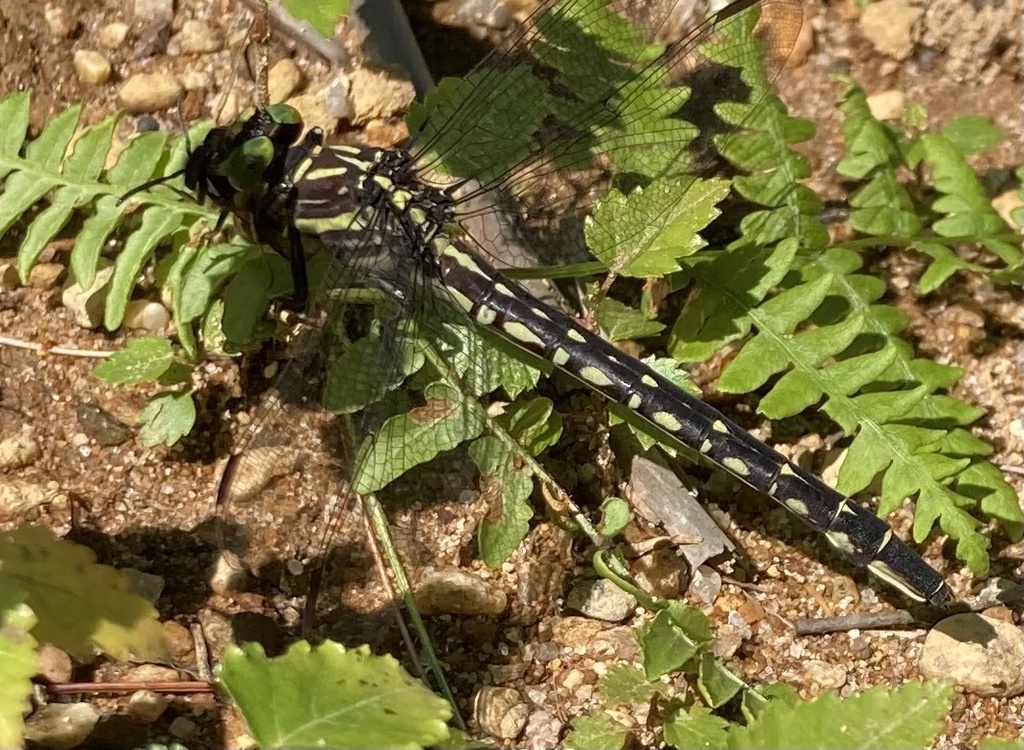 Arrow Clubtail from Bethel, ME, US on August 31, 2023 at 11:31 AM by ...