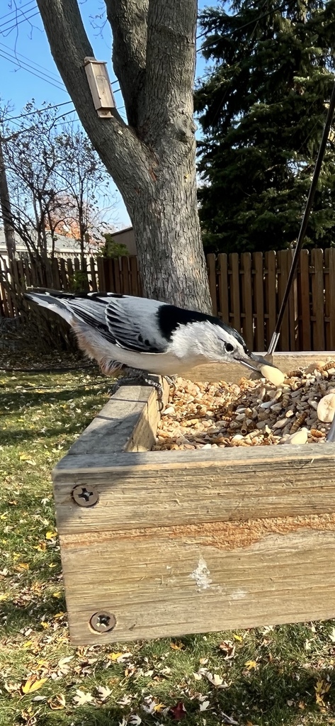 White-breasted Nuthatch from Hartwell Dr, Sterling Heights, MI, US on ...