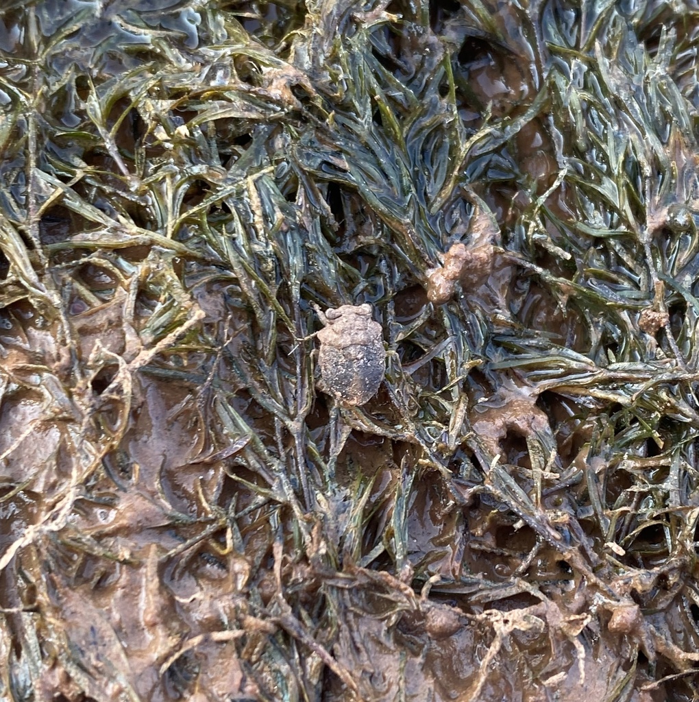 Big-eyed Toad Bug in September 2023 by Rusty Cooper · iNaturalist