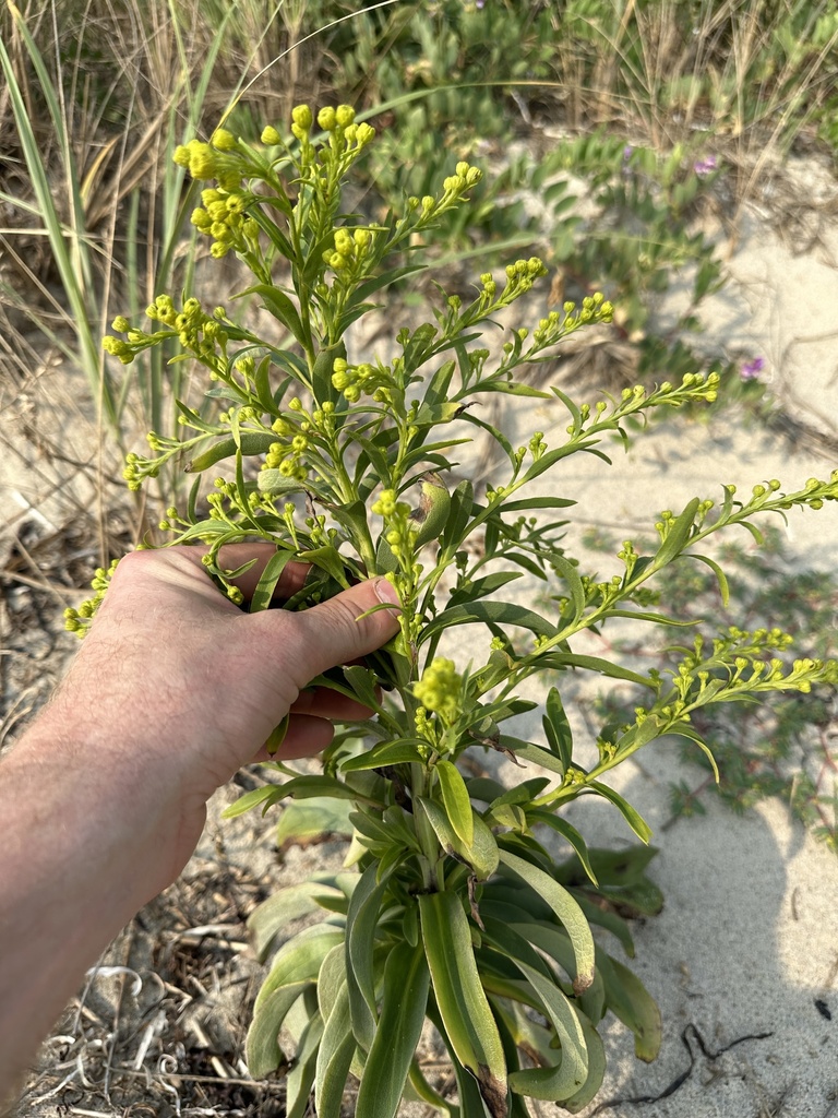 northern seaside goldenrod from South Chatham, MA, US on September 6 ...