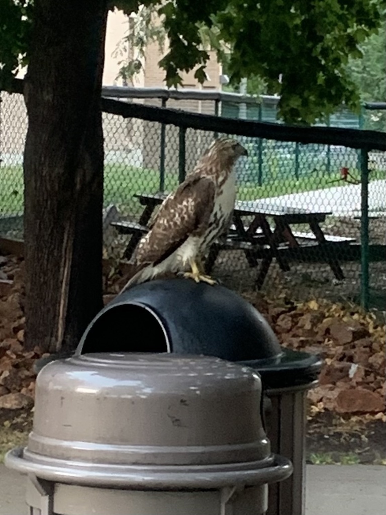 Red-tailed Hawk from University of Wisconsin, Stevens Point, WI, US on ...