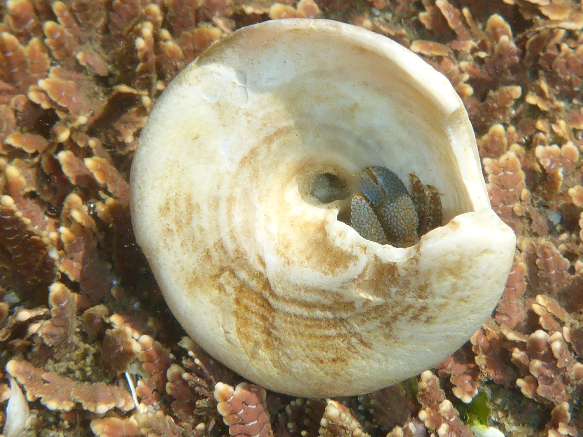 Tegula montereyi (Kiener, 1850)