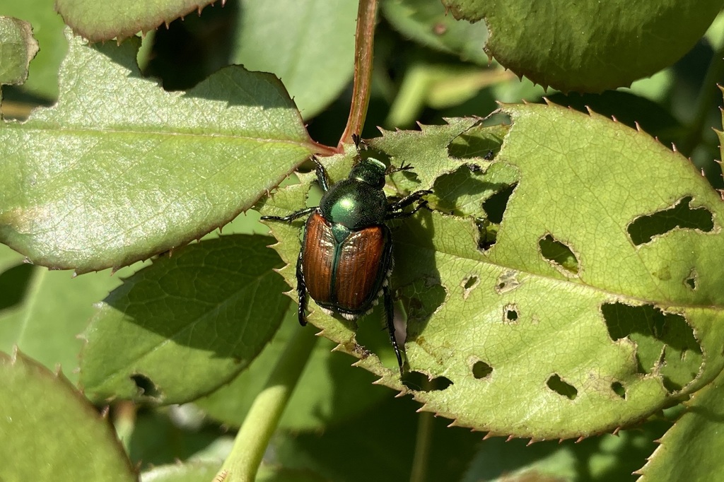 Japanese Beetle from Allison Park, Hampton Township, PA, USA on July 23 ...