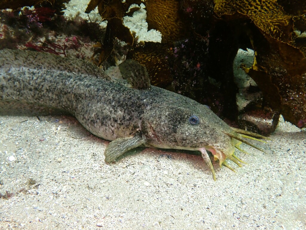 Estuary Cobbler from Sydney NSW, Australia on September 6, 2023 at 12: ...
