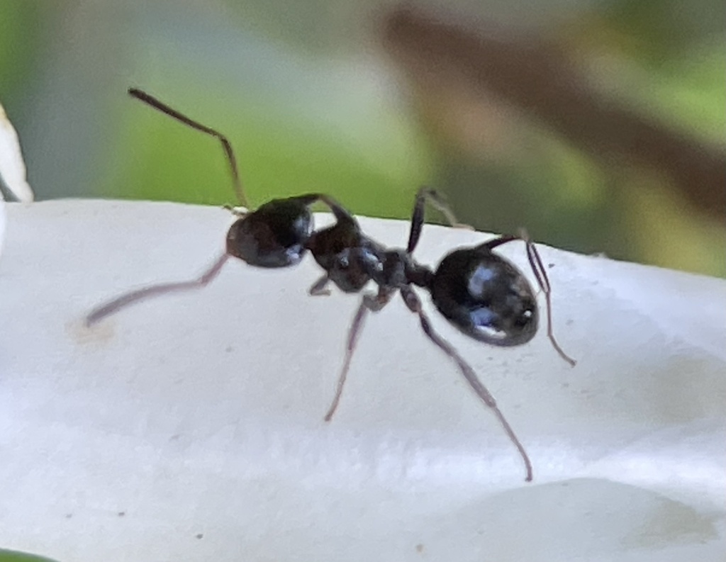 Notoncus from Boundary Tk E, Frankston South, VIC, AU on September 7 ...