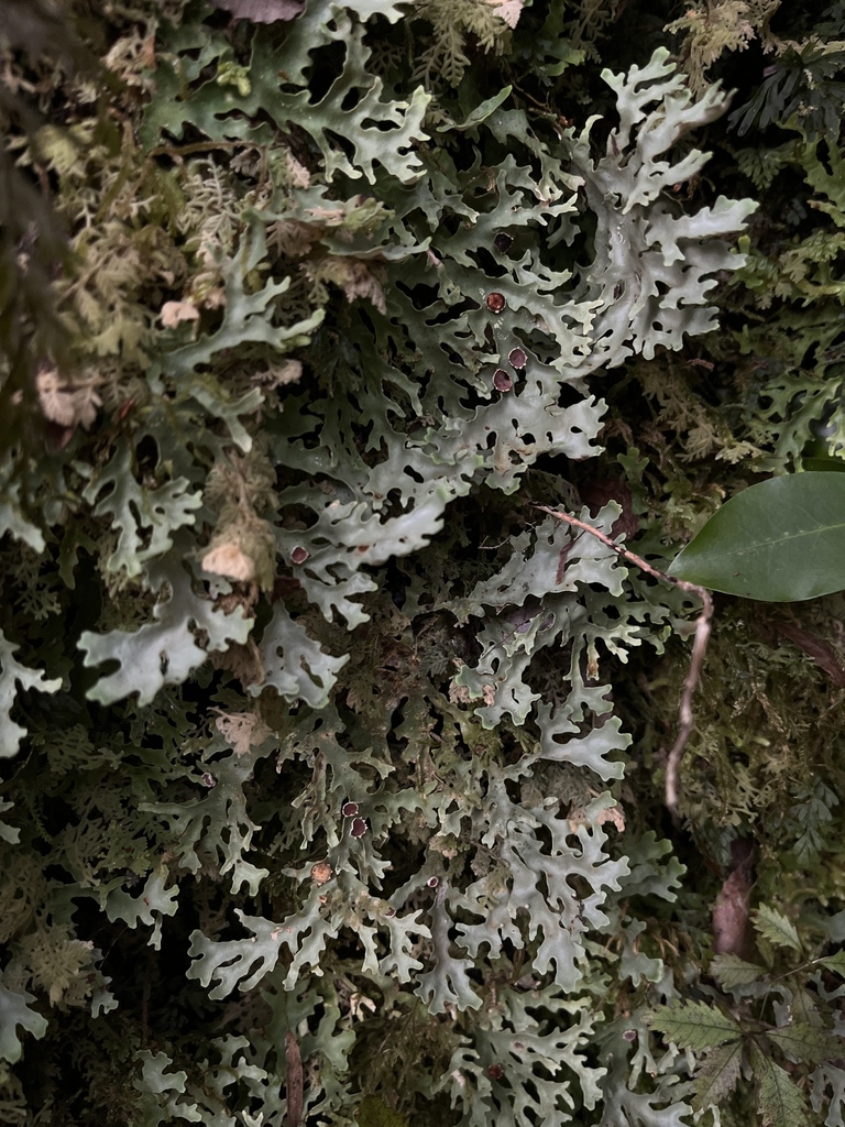 Specklebelly Lichens from New Plymouth District, Taranaki, New Zealand ...