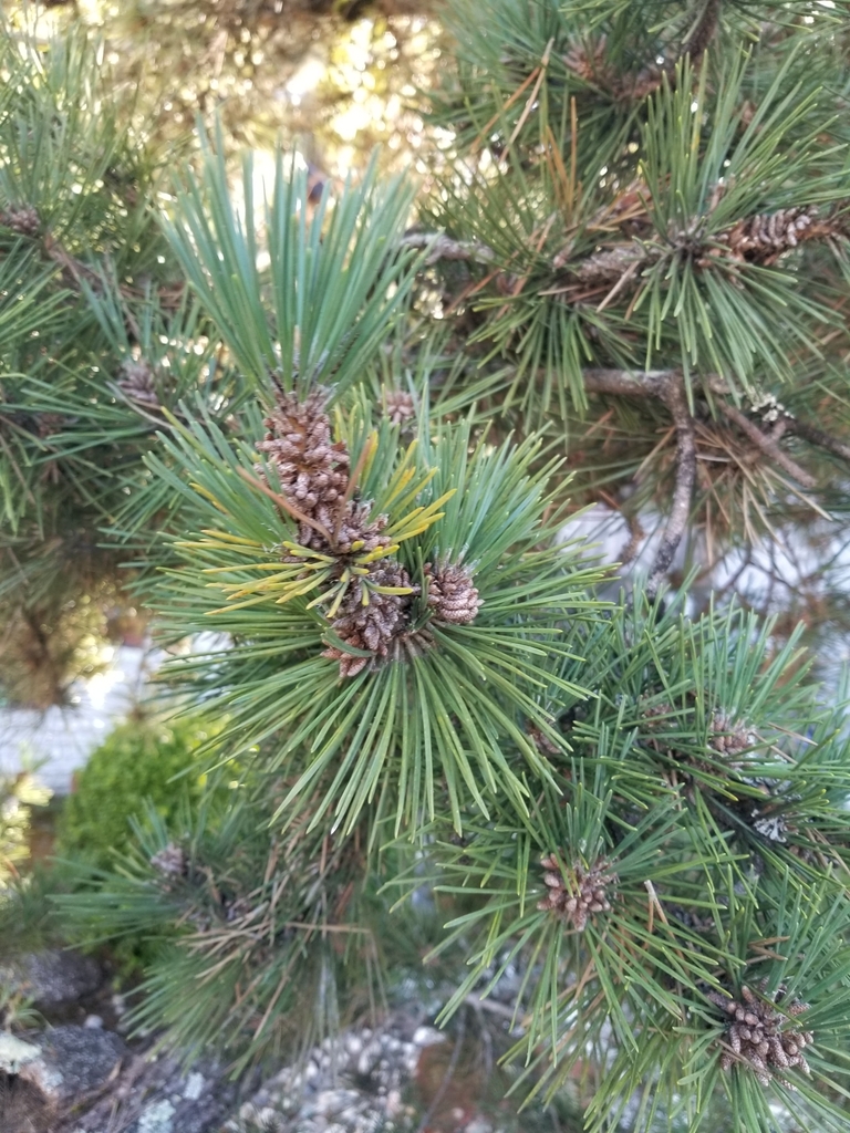 mountain pine from san bruno on September 6, 2023 at 04:43 PM by Malena ...