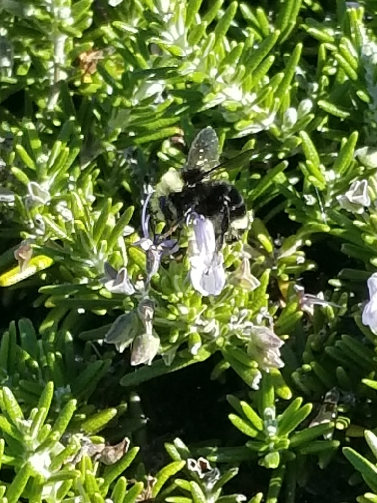 Yellow-faced Bumble Bee from san bruno on September 6, 2023 at 04:41 PM ...