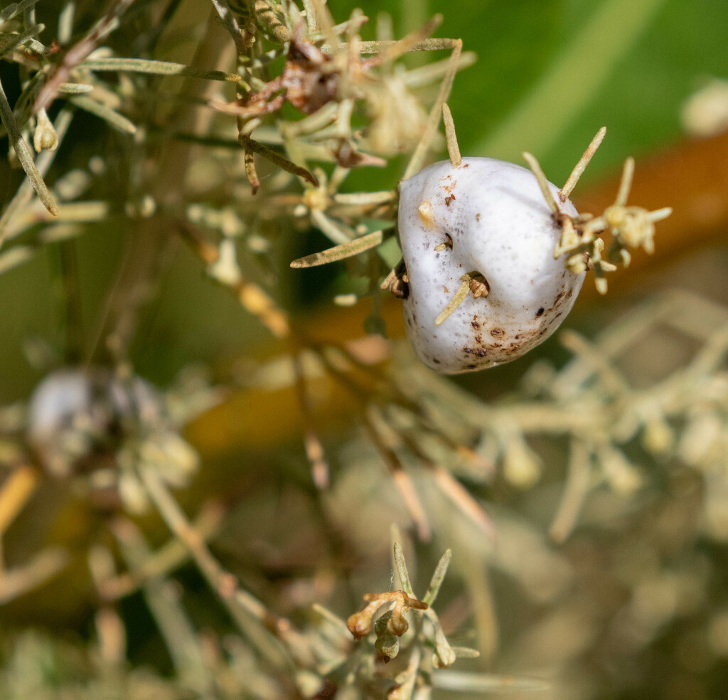 Spittlebugs and Froghoppers from Mount Diablo State Park, Contra Costa ...