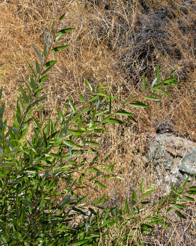 Arroyo Willow from Mount Diablo State Park, Contra Costa County, CA ...