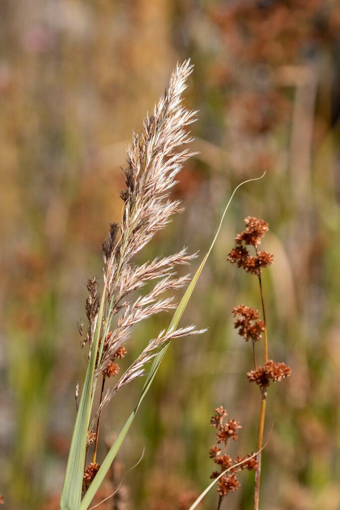 Reeds, Giant Canes, and allies from Mount Diablo State Park, Contra ...