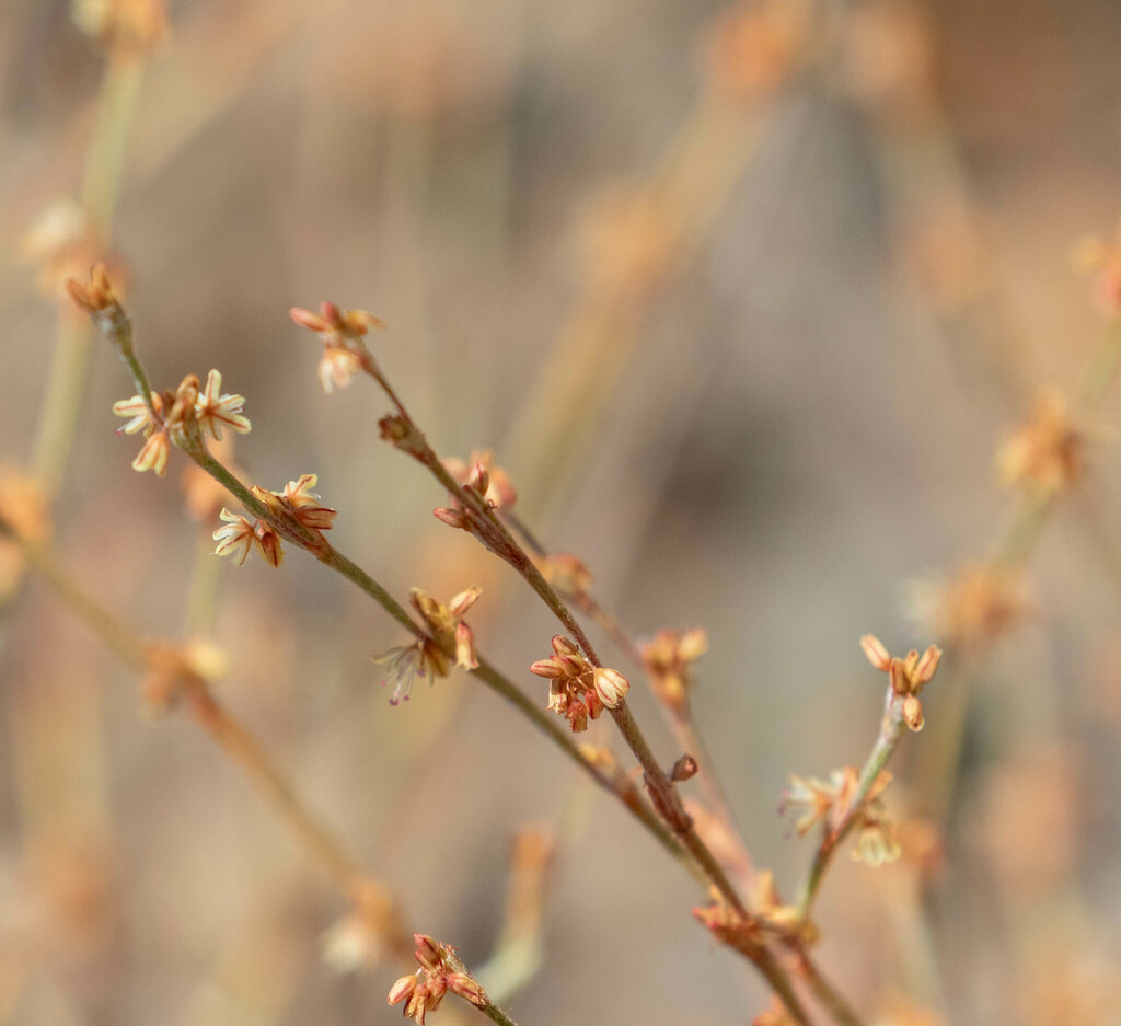 Slender Woolly Buckwheat from Mount Diablo State Park, Contra Costa ...
