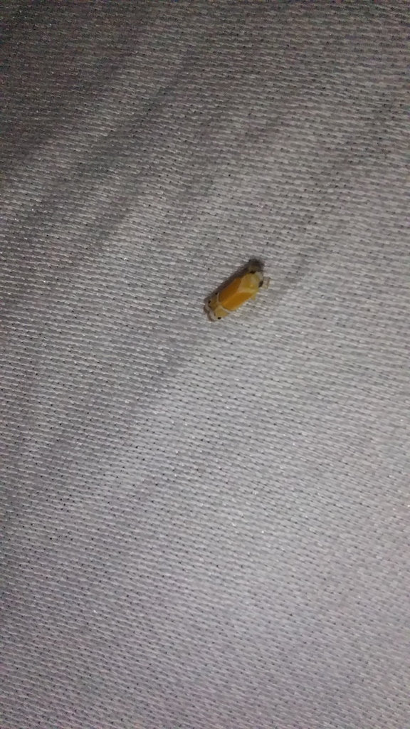 Winged and Once-winged Insects from Alamos, Son., México on September 2 ...