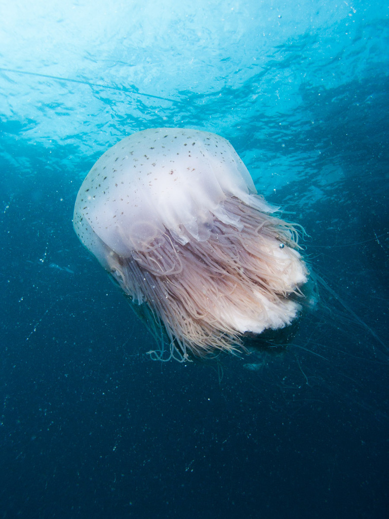 Lion's Mane Jellies from Exmouth, LHB, WA, Australia on August 16, 2005 ...