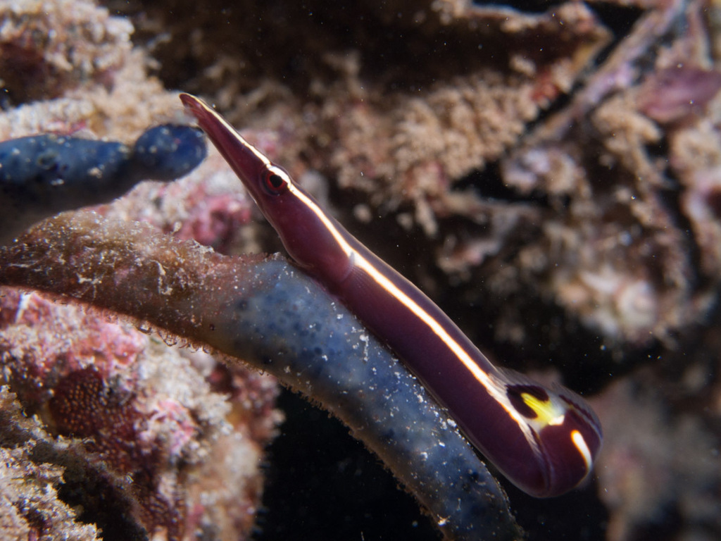 Striped Clingfish from Exmouth, LHB, WA, Australia on August 21, 2005 ...