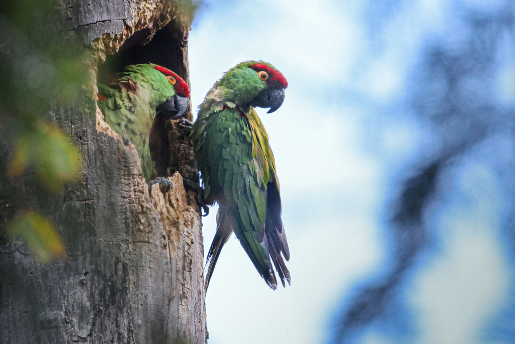 Thick-billed Parrot in September 2023 by Ken Chamberlain · iNaturalist