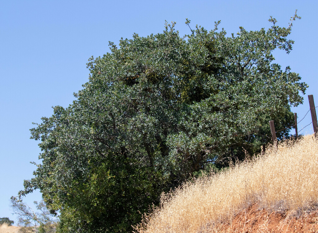 blue oak from Mount Diablo State Park, Contra Costa County, CA USA on ...