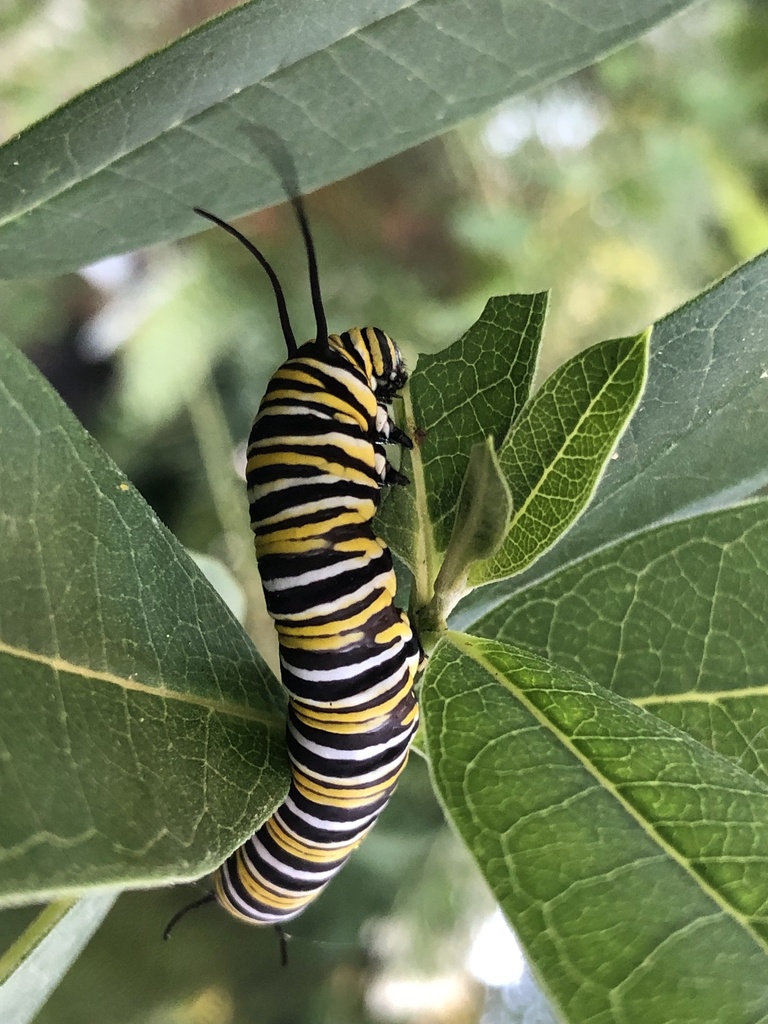 Monarch in September 2023 by primordial_soup · iNaturalist