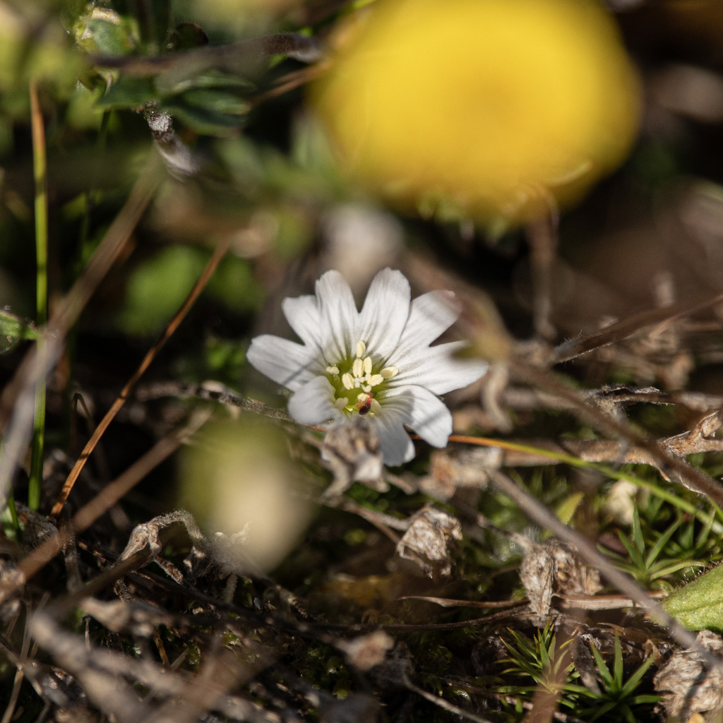 Alpine Mouse-ear from Denmark O on August 28, 2023 at 04:38 PM by ...
