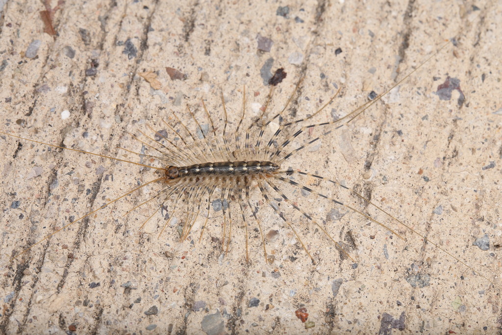 Japanese House Centipede from 中国北京市石景山区 on September 6, 2023 at 08:14 ...