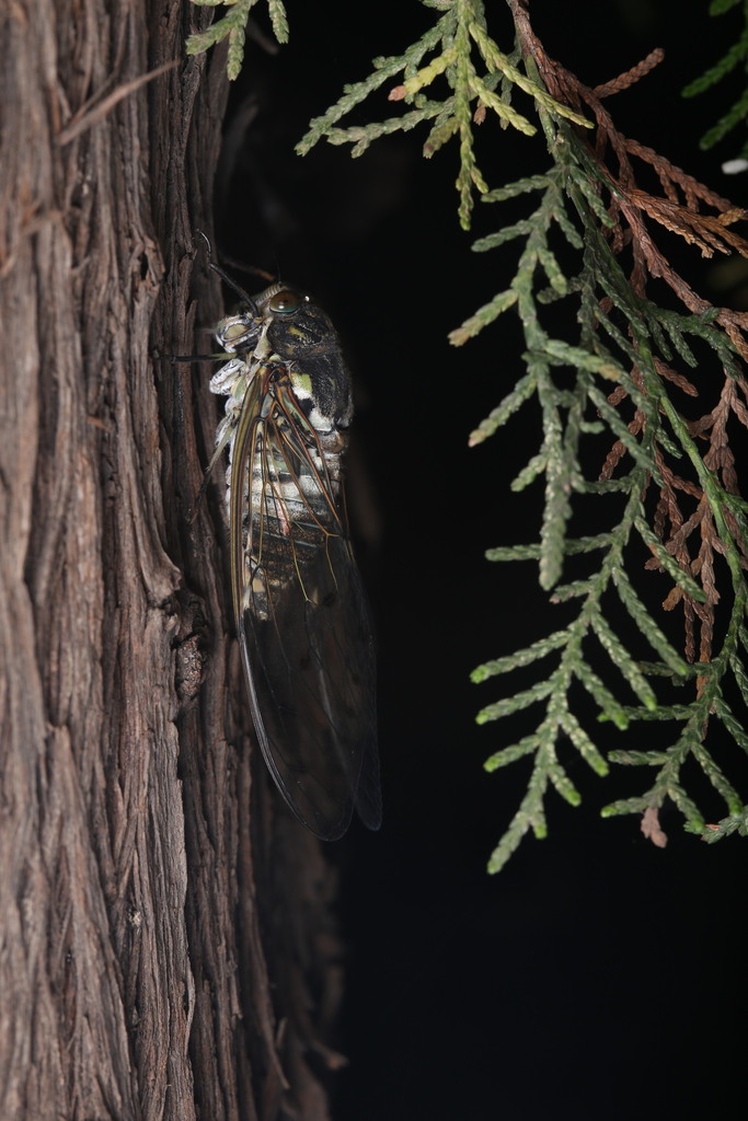 Robust Cicada from 中国北京市海淀区 on September 6, 2023 at 08:43 PM by Mushan ...