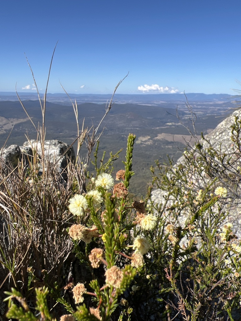 Acacia brunioides from Mount Barney National Park, Barney View, QLD, AU ...