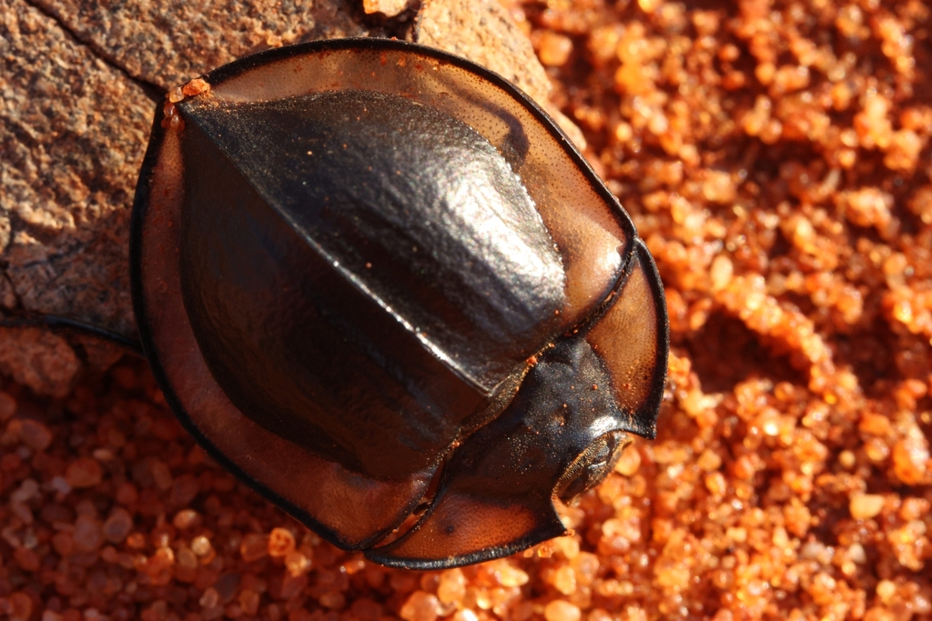 Heleina from Denham WA 6537, Australia on September 3, 2023 at 09:46 AM ...