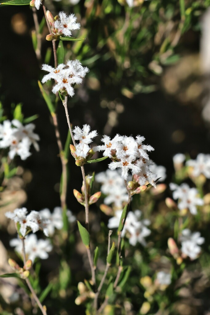 Common Beard-heath from Kinglake VIC 3763, Australia on September 3 ...