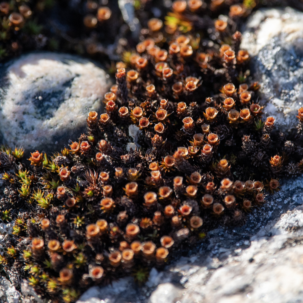 mosses from Denmark O on August 28, 2023 at 04:45 PM by Marcia Morris ...