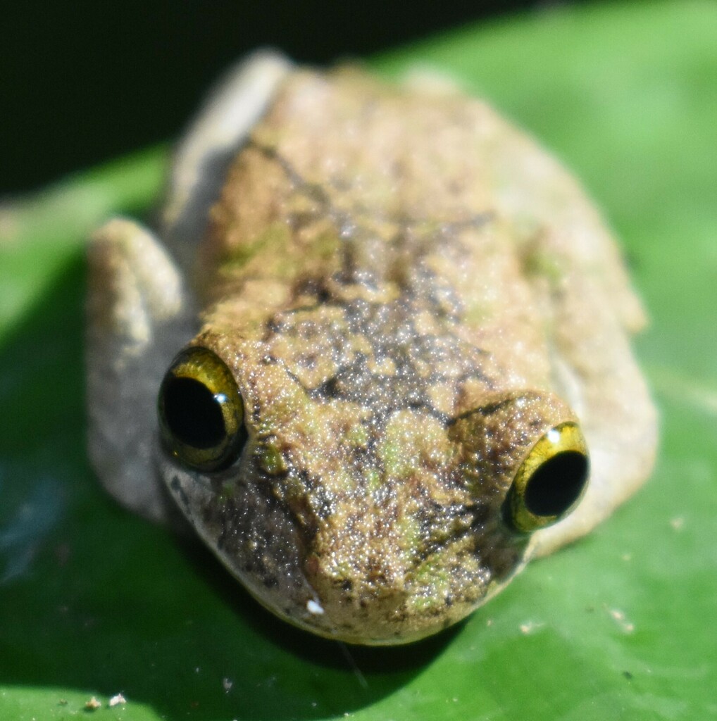 Tree Frogs and Allies from Finca Las Piedras Station, Peru on August 8 ...