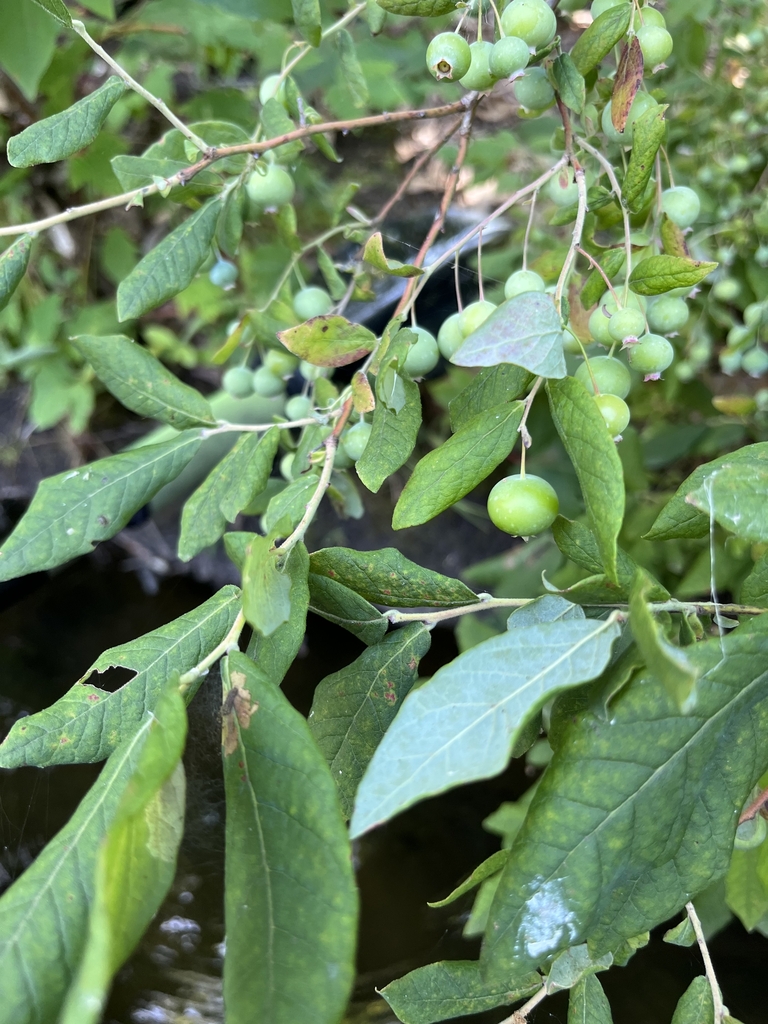 deerberry from Mercer County, PA, USA on September 2, 2023 at 02:30 PM ...