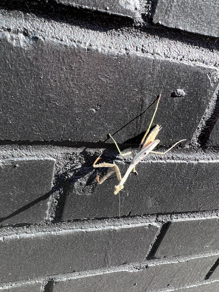 Carolina Mantis from E Front St, Burlington, NC, US on September 5 ...