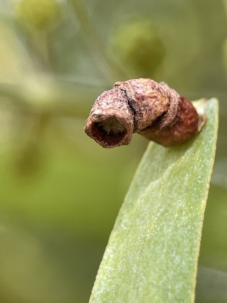 Spilonota constrictana from Frankston South, VIC, AU on September 7 ...