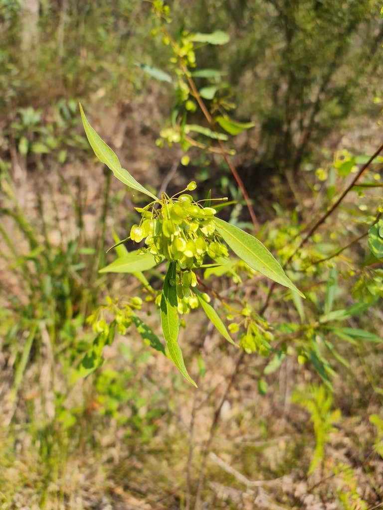 Common Hop Bush from East Lindfield NSW 2070, Australia on September 7 ...