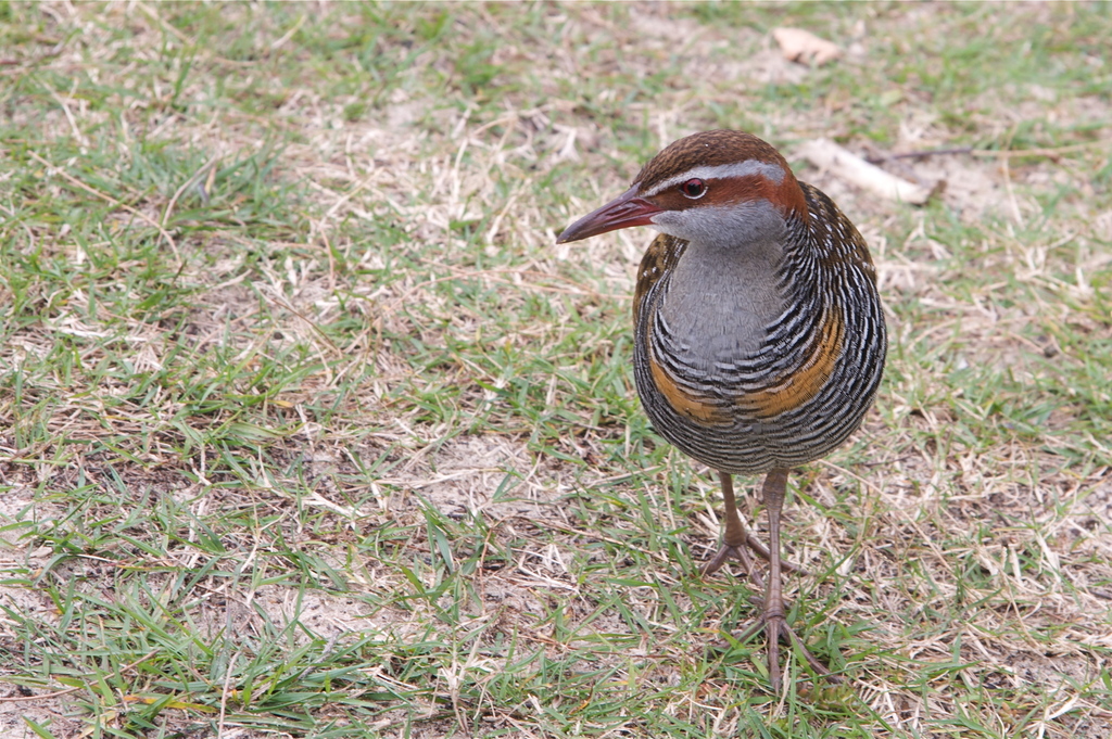 Buff-banded Rail from Byron Bay NSW 2481, Australia on July 7, 2010 at ...