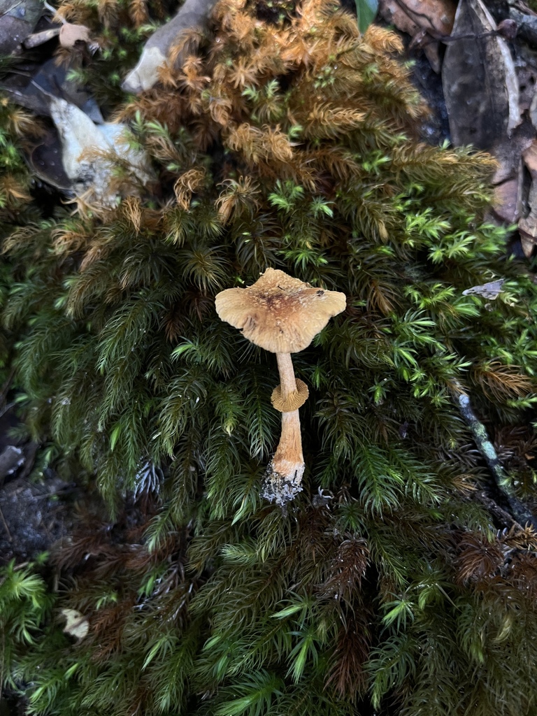 Descolea recedens from Blue Mountains Nat'l Park NSW 2787, Australia on ...