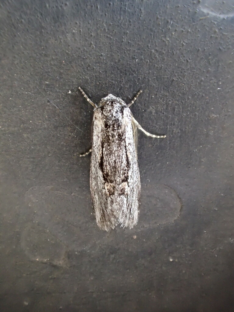 Flat-bodied moths from Anmatjere NT 0872, Australia on September 6 ...