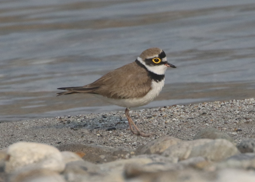 Little Ringed Plover from Punakha, Bhutan on April 8, 2023 at 07:13 AM ...
