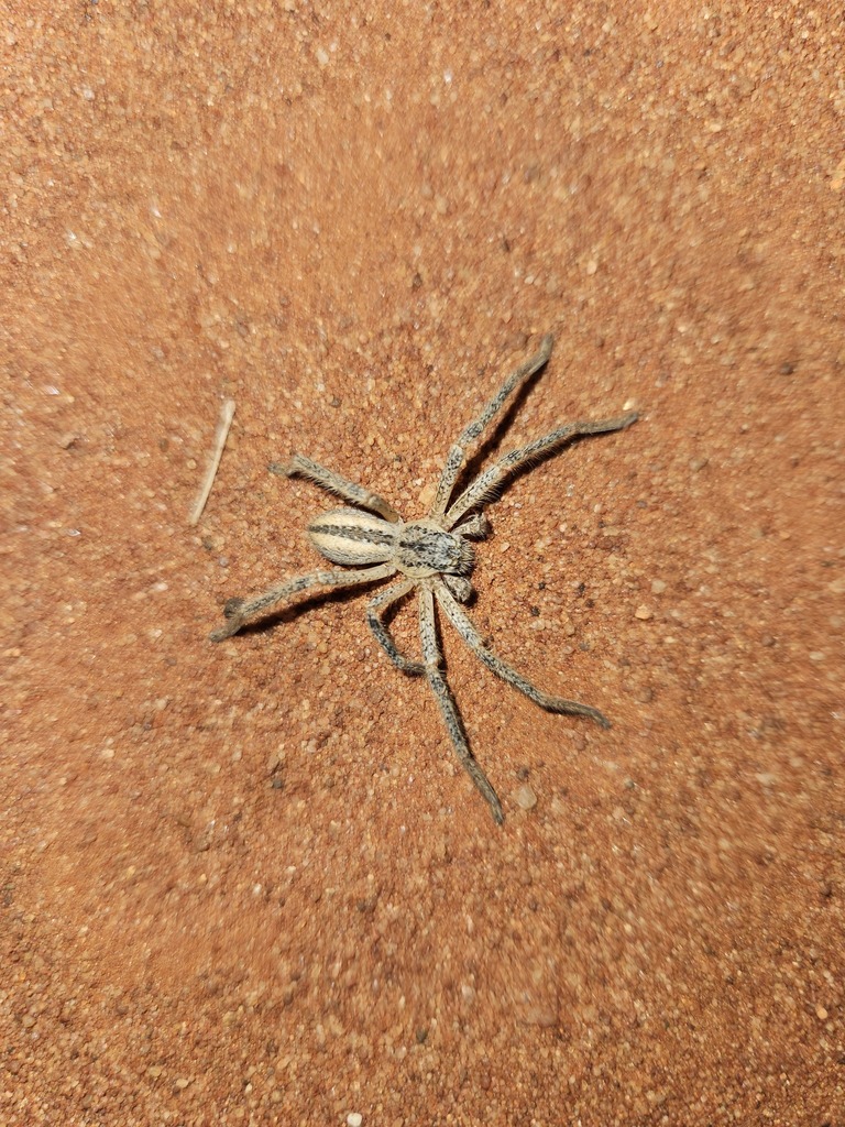 Badge Huntsman Spiders in September 2023 by Mark Hura · iNaturalist