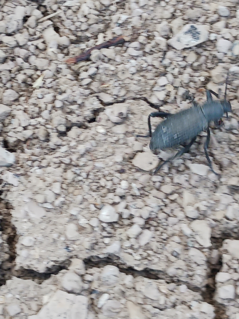 Darkling Beetles from Diamond, OR 97722, USA on September 6, 2023 at 06 ...