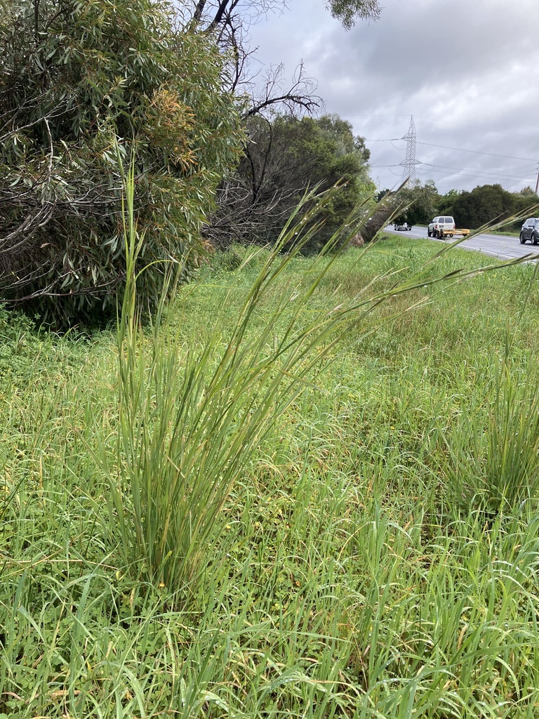 thatching grass from City of Playford, One Tree Hill, SA, AU on ...