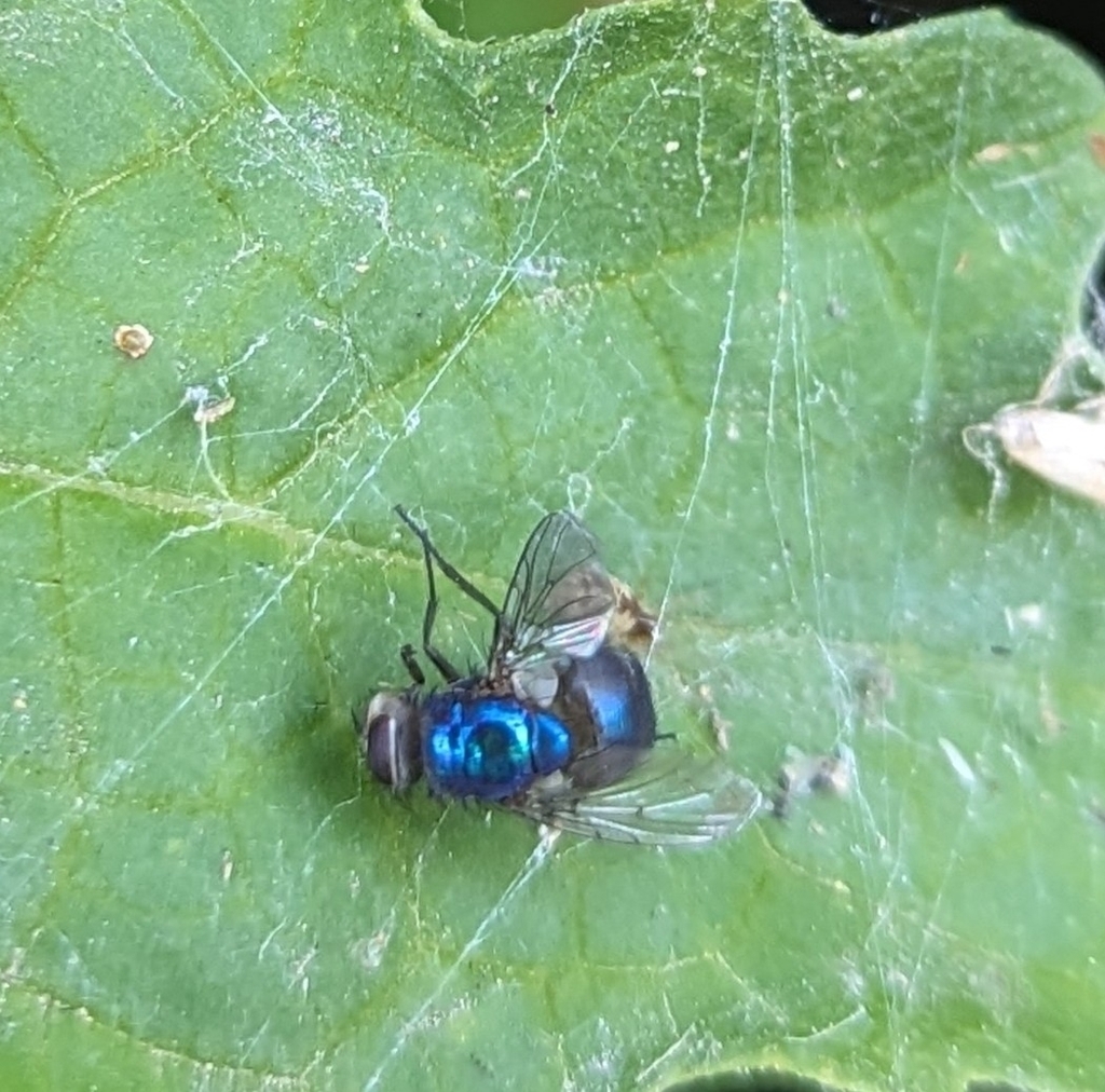 Lucilia eximia from McKinney, TX 75072, USA on September 6, 2023 at 06: ...