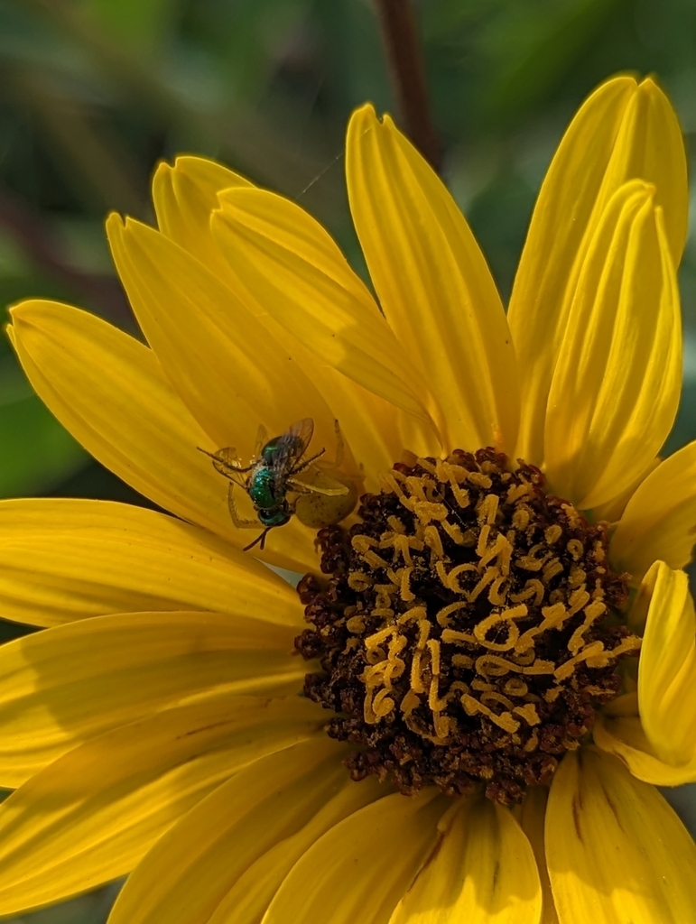 Texas Striped Sweat Bee from Celeste, TX 75423, USA on September 6 ...