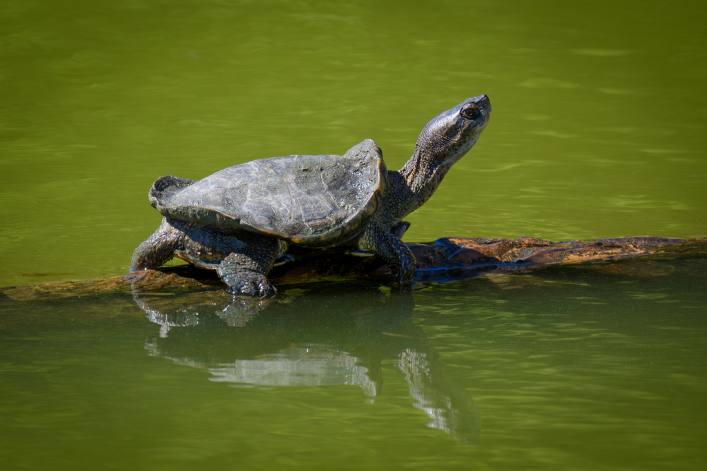 Northwestern Pond Turtle in September 2023 by Victor Berthelsdorf. Have ...