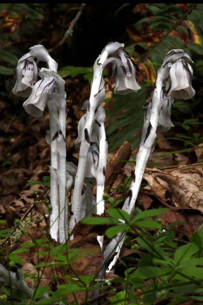 Ghost Pipe from Yamhill County, OR, USA on July 10, 2009 at 09:51 AM by ...